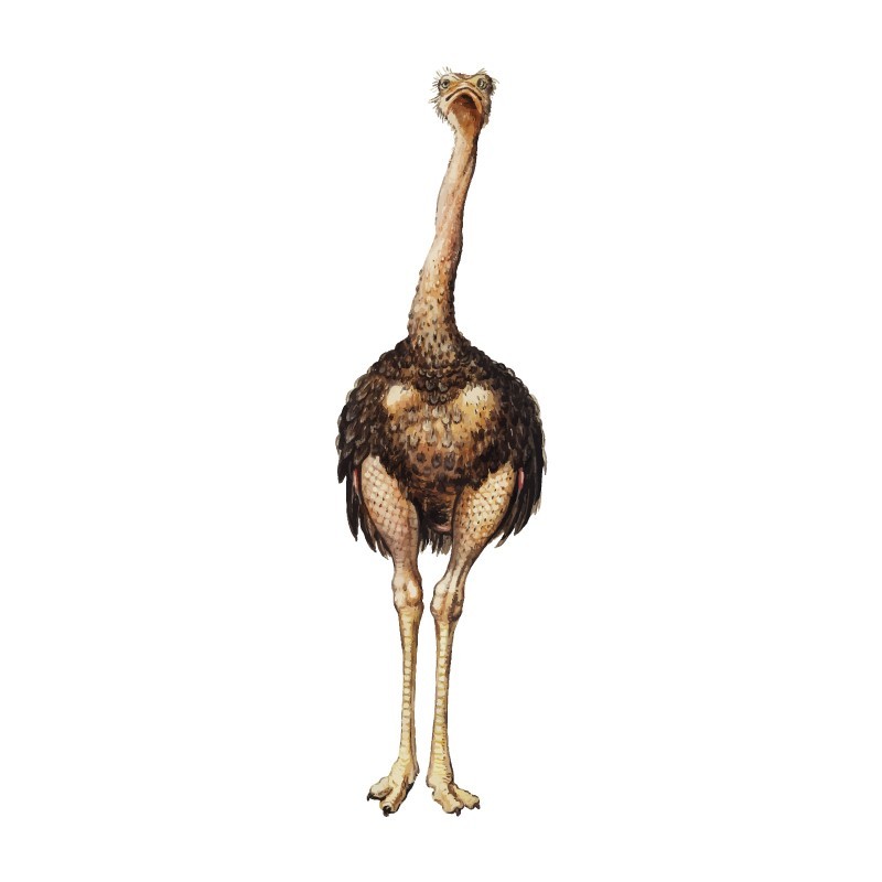 "Ostrich" Wall Decal in "My Jungle" Collection-My Jungle Collection...